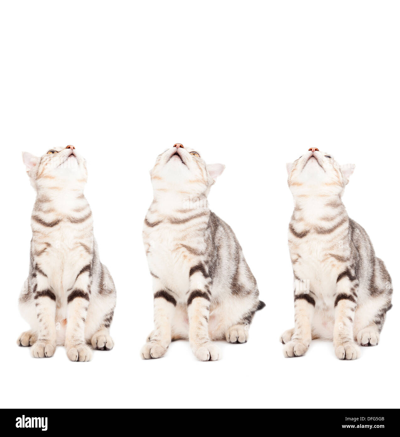 all cats looking up Stock Photo - Alamy