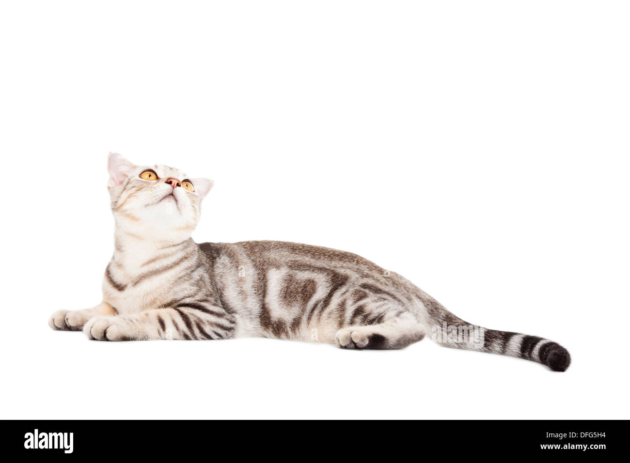 Cat looking up Stock Photo - Alamy