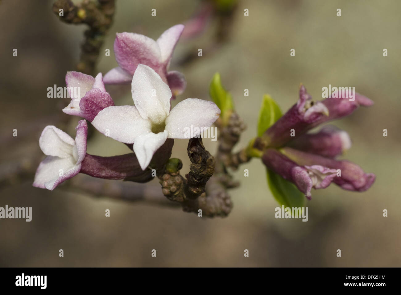 Daphne plants hi-res stock photography and images - Alamy