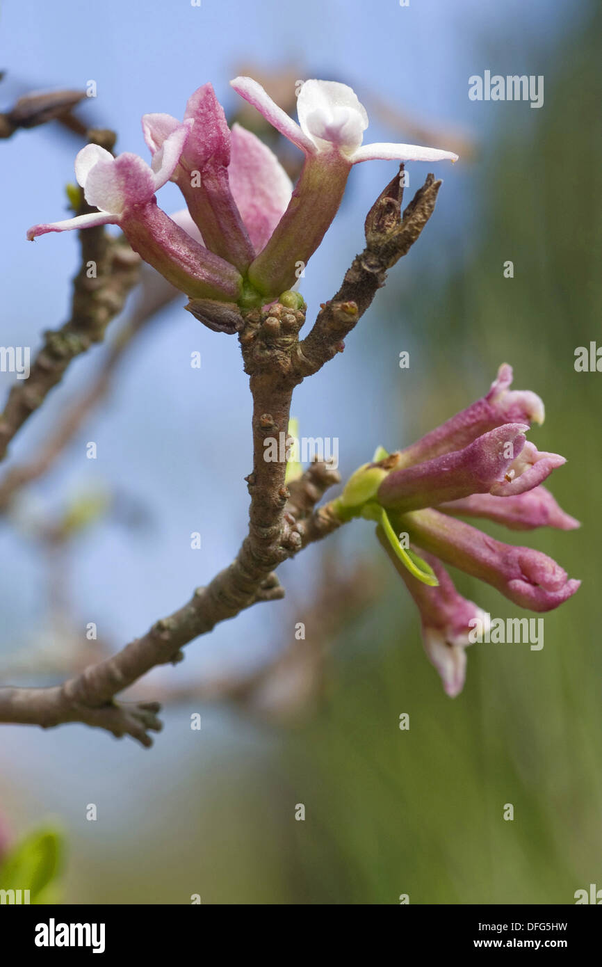 Daphne plants hi-res stock photography and images - Alamy