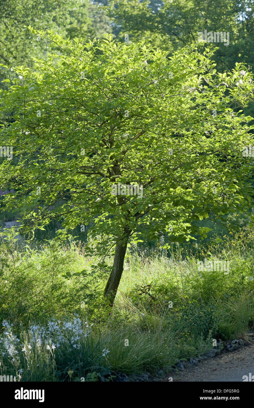 Euonymus europaeus hi-res stock photography and images - Alamy