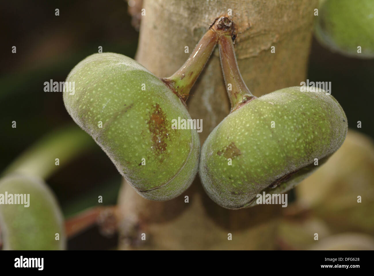 Elephant ear fig tree ficus roxburghii hi-res stock photography and ...