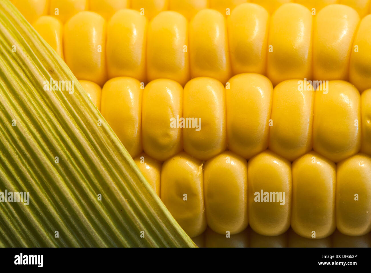 Genetic engineering corn hi-res stock photography and images - Alamy