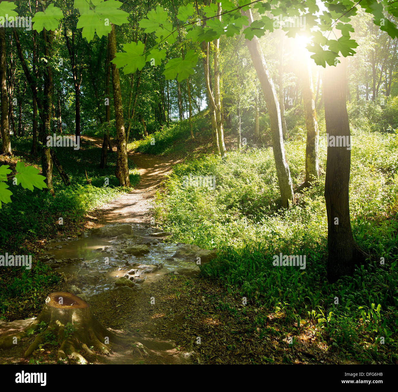 Trees in the dark hi-res stock photography and images - Alamy