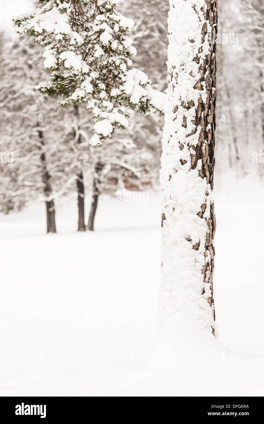 Empty park in the winter hi-res stock photography and images - Alamy