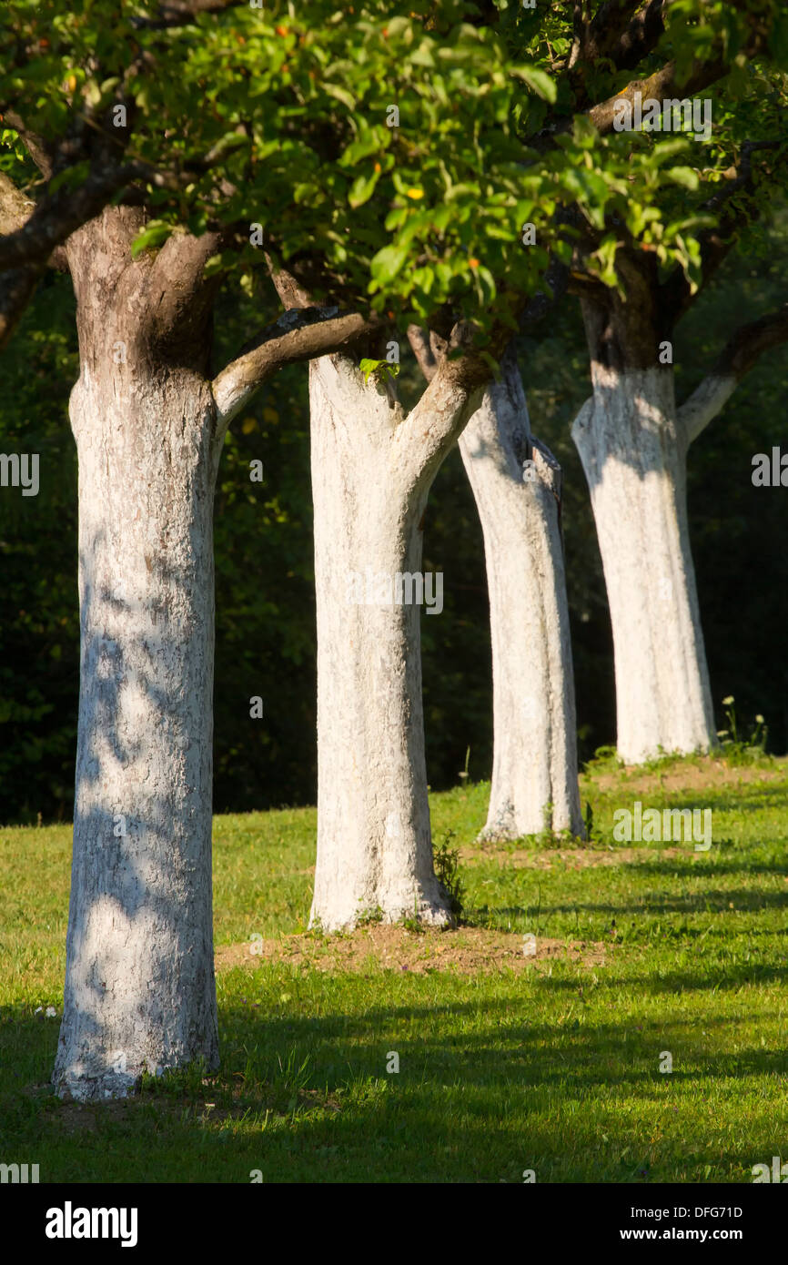 Trees in the orchard with white stem Stock Photo - Alamy