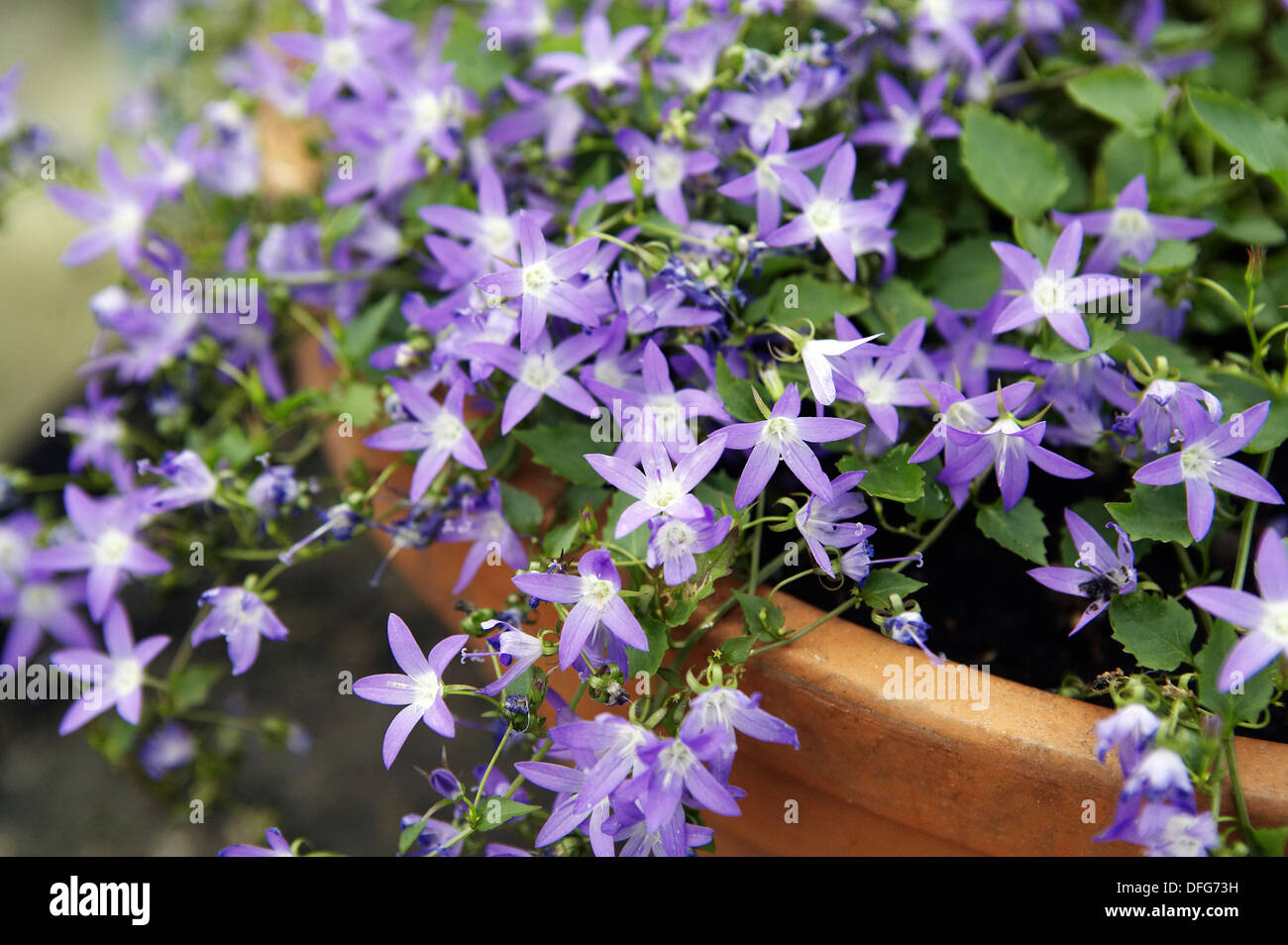 Bluebells plant pot hi-res stock photography and images - Alamy