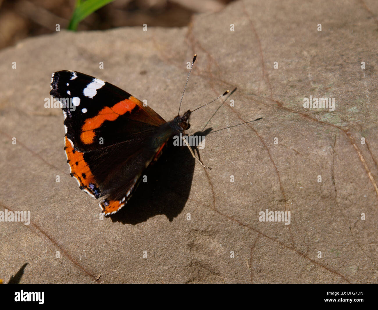 Red Admiral Butterfly, Vanessa atalanta Stock Photo - Alamy