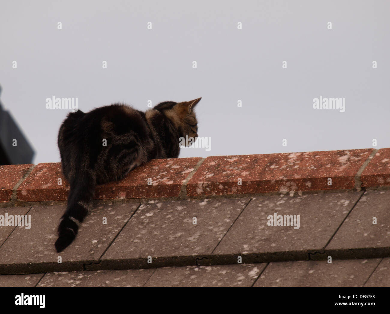 Cat sat on a roof, UK Stock Photo - Alamy