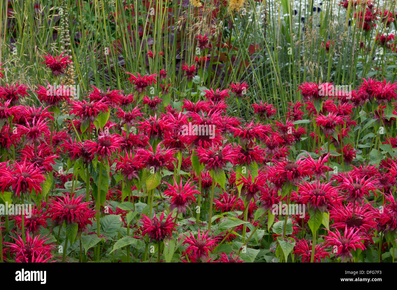 Scarlet flower hi-res stock photography and images - Alamy