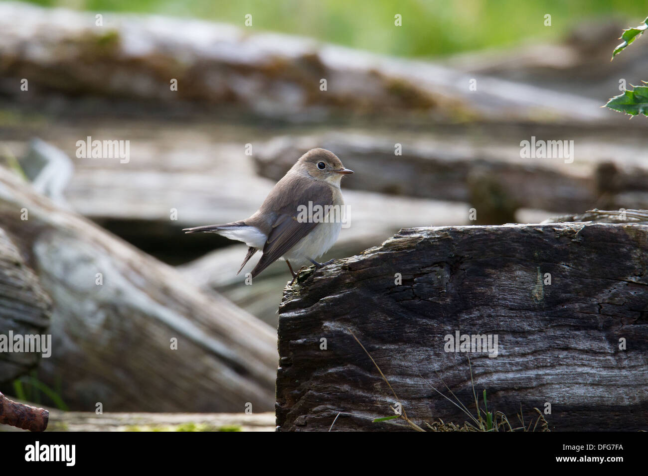 First-winter Red-breasted Flycatcher Ficedula parva Shetland Scotland ...