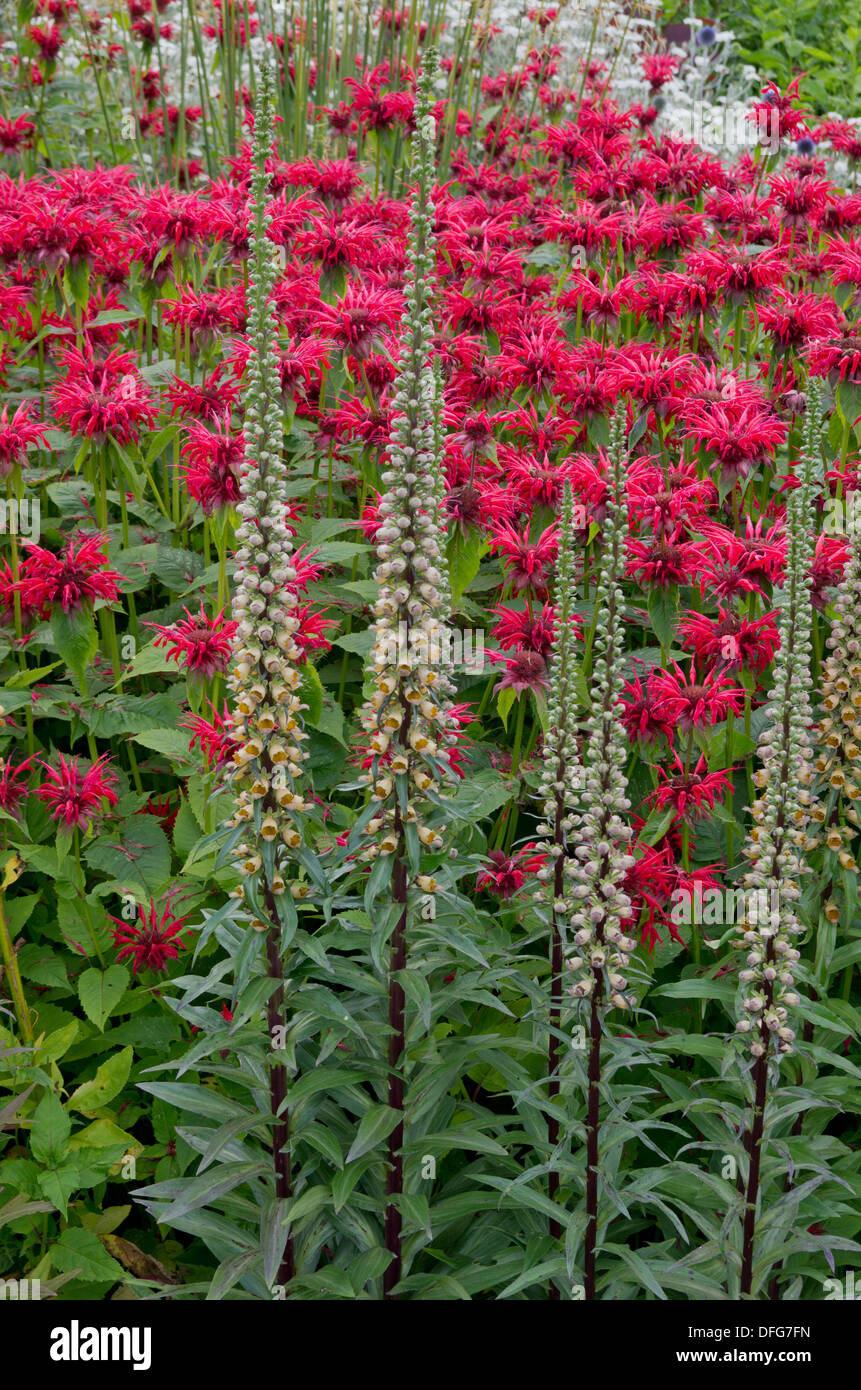 Monarda "Gardenview Scarlet" and Digitalis Ferruginea Stock Photo - Alamy