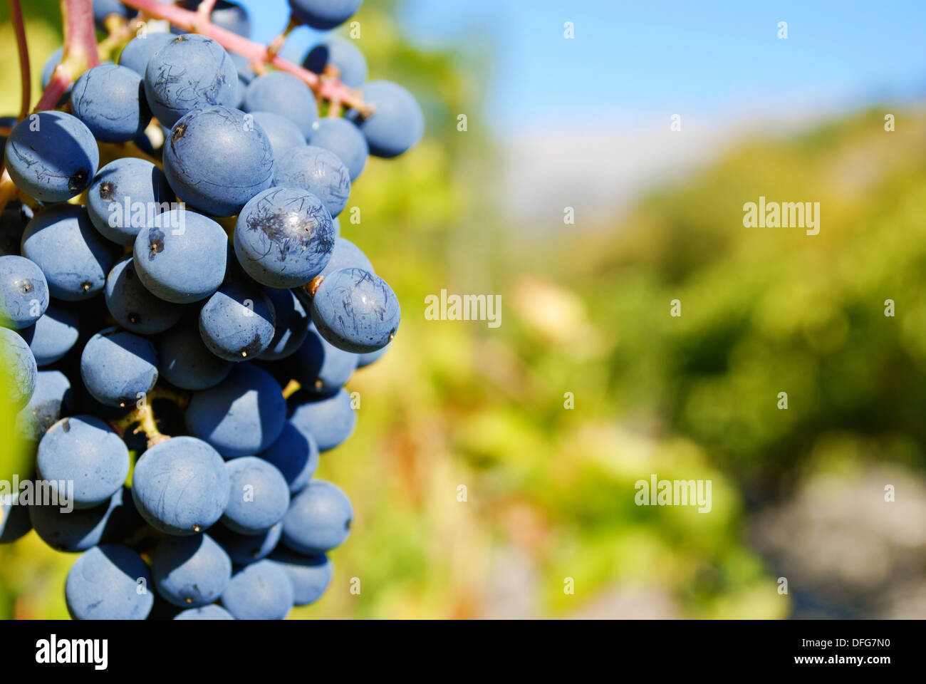 Sweet and tasty blue grape bunch on the vine Stock Photo - Alamy