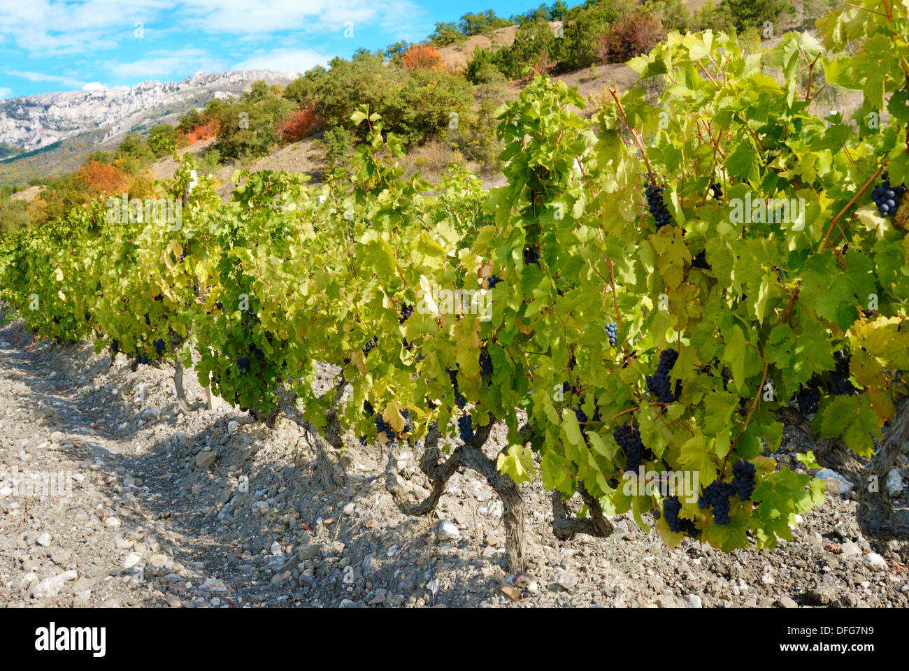 Beautiful rows of grapes before harvesting Stock Photo - Alamy