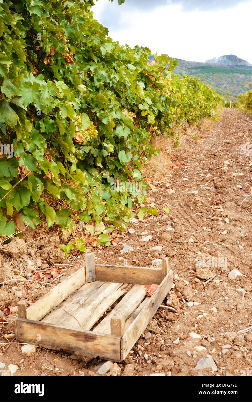 Empty boxes for grapes beside the rows of vines Stock Photo - Alamy