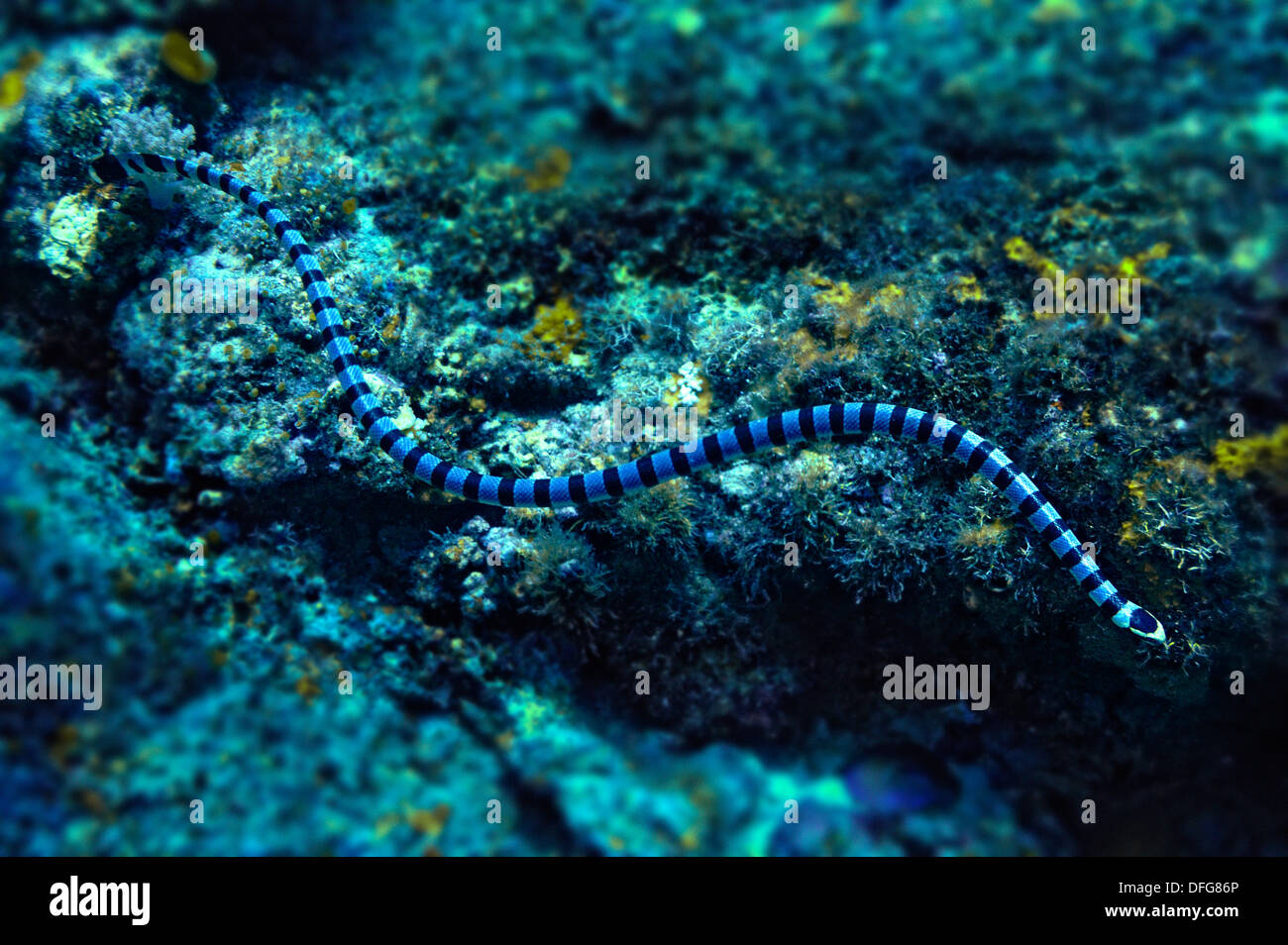 Blue Banded Sea Snake