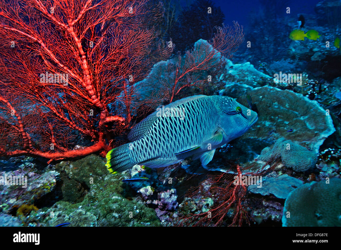 Labridae wrasse wrasses High Resolution Stock Photography and Images ...