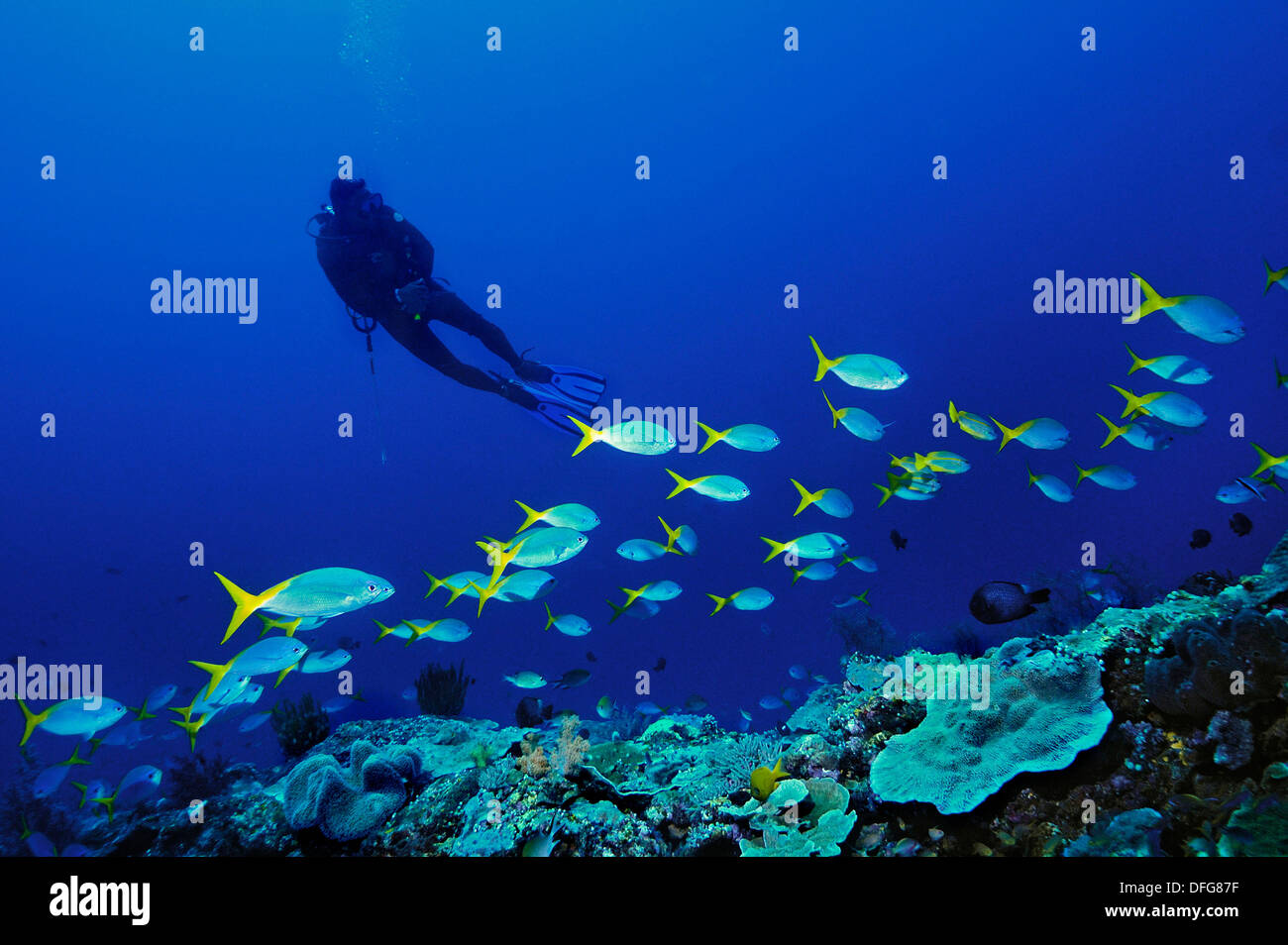 Yellow and Blueback Fusiliers (Caesio teres) with a scuba diver, Raja ...