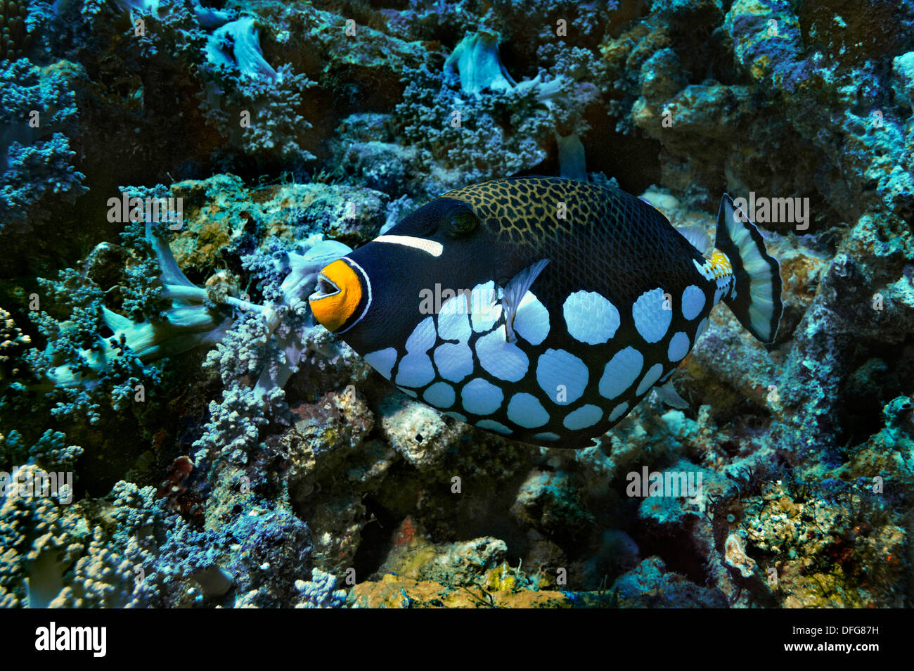 Clown Triggerfish or Bigspotted Triggerfish (Balistoides conspicillum ...