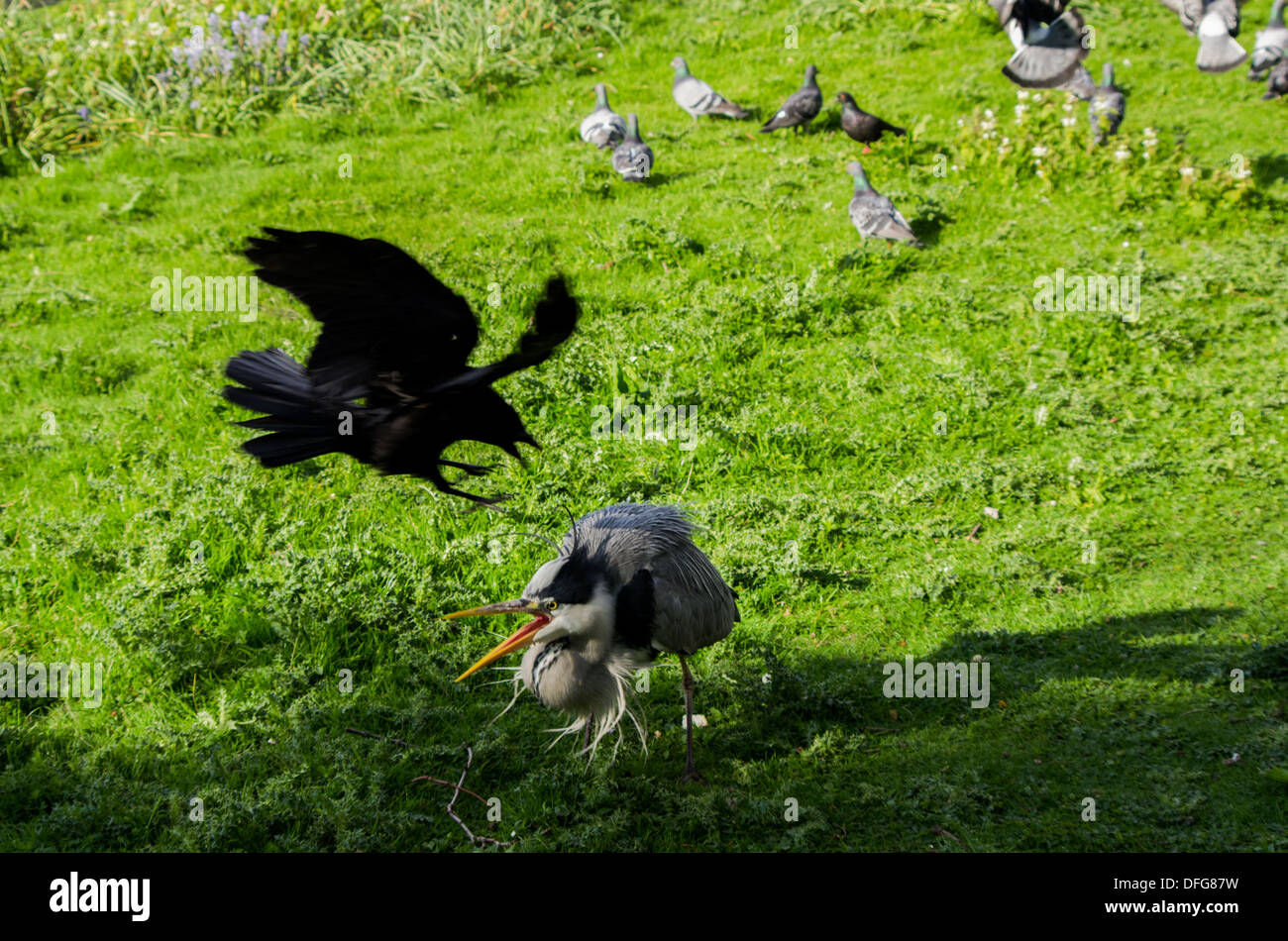 A black crow attacking a grey heron which is standing in the grasses in ...