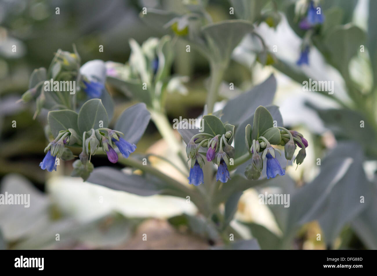 Mertensia flowers hi-res stock photography and images - Alamy