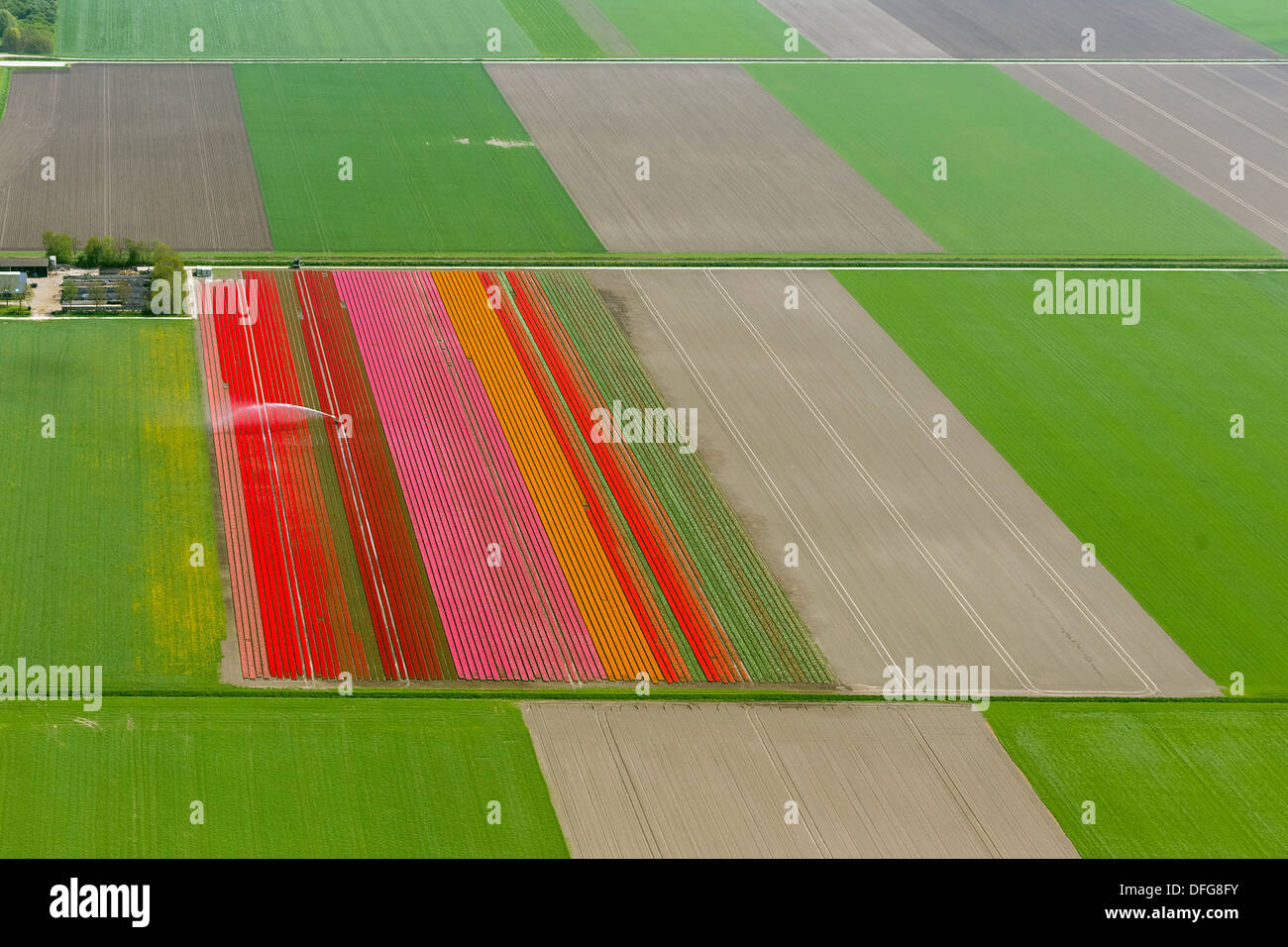 Field irrigation, tulip fields, aerial view, Zeewolde, Flevoland, The ...