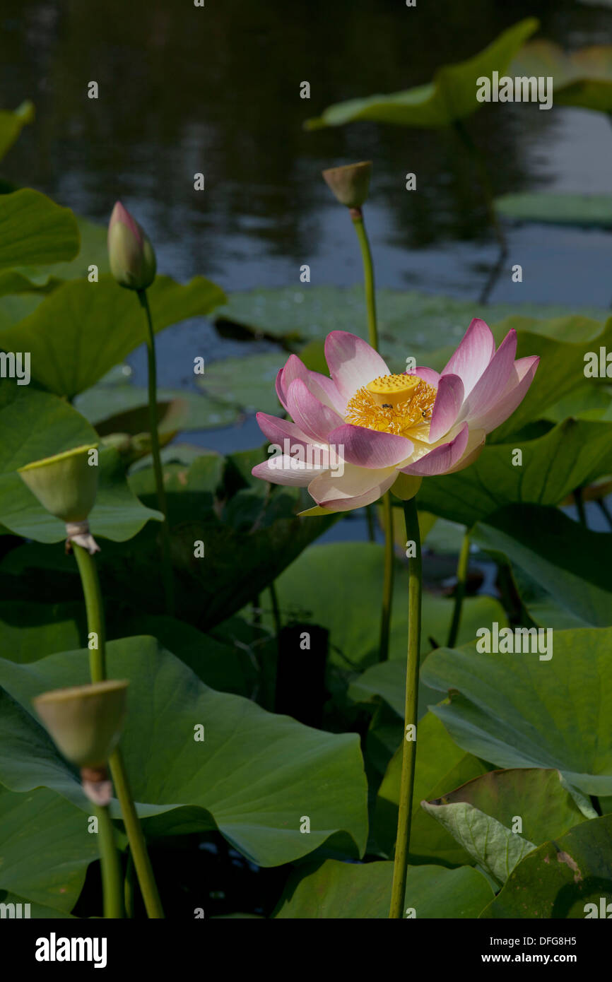 Aquatic plants lotus leaves sacred lotus nelumbo nucifera hi-res stock ...
