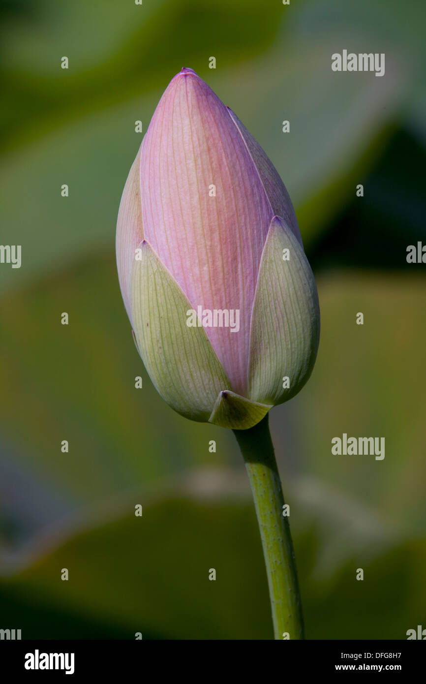 Bud of an Indian Lotus or Sacred Lotus (Nelumbo nucifera), Schleswig ...