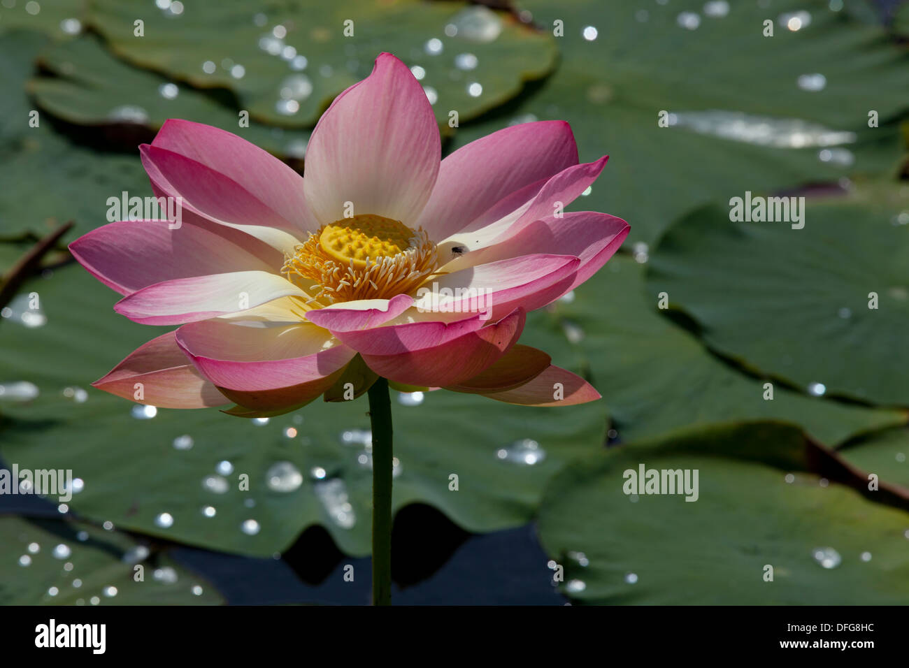 Aquatic plants lotus leaves sacred lotus nelumbo nucifera hi-res stock ...