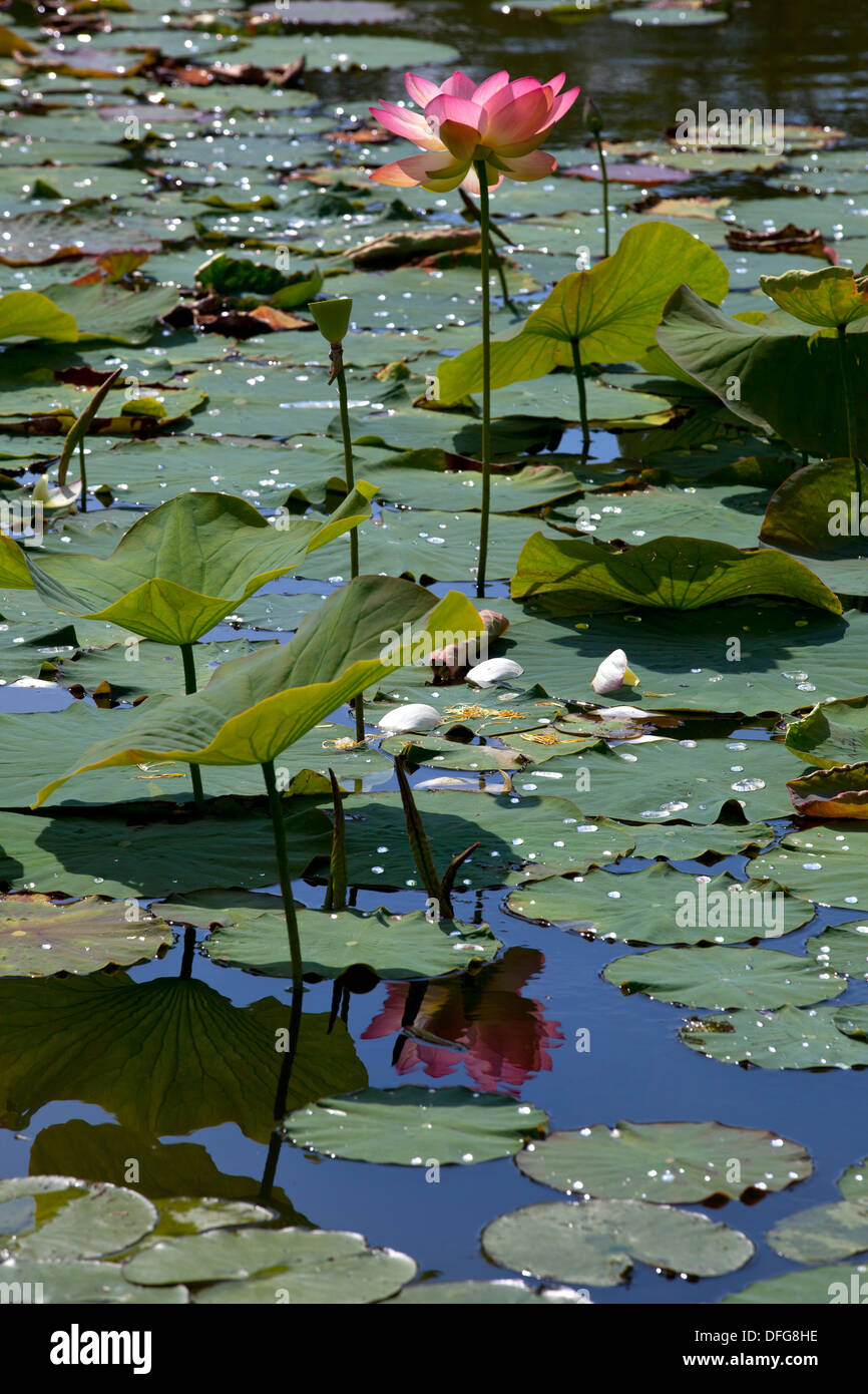 Aquatic plants lotus leaves sacred lotus nelumbo nucifera hi-res stock ...