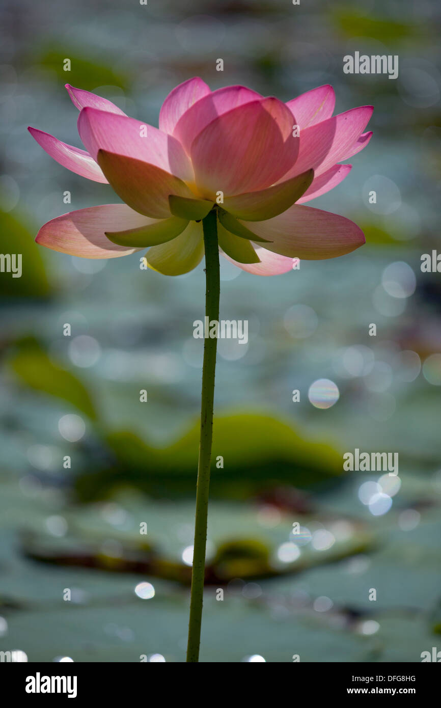 Aquatic plants lotus leaves sacred lotus nelumbo nucifera hi-res stock ...