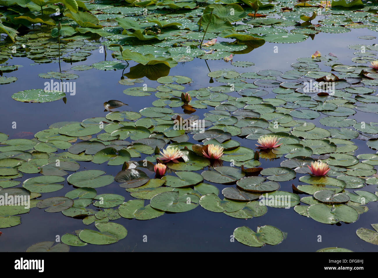 Aquatic plants lotus leaves sacred lotus nelumbo nucifera hi-res stock ...