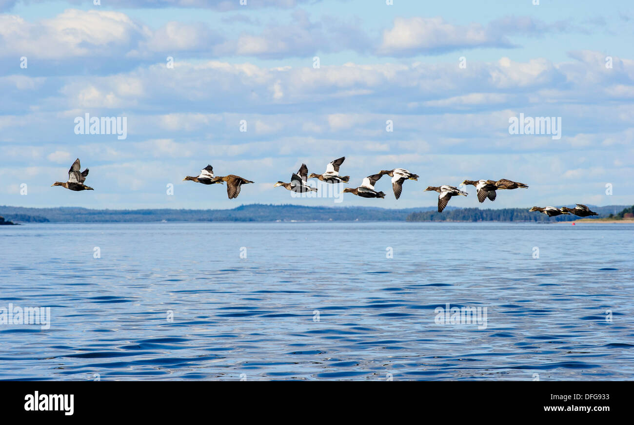 Common eiders hi-res stock photography and images - Alamy