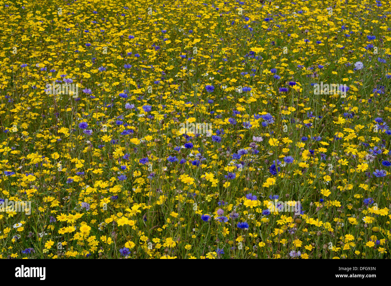 Annual flower meadow mix Stock Photo - Alamy
