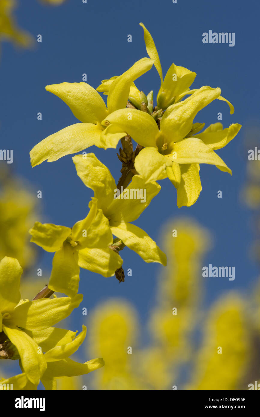 border forsythia, forsythia x intermedia Stock Photo - Alamy