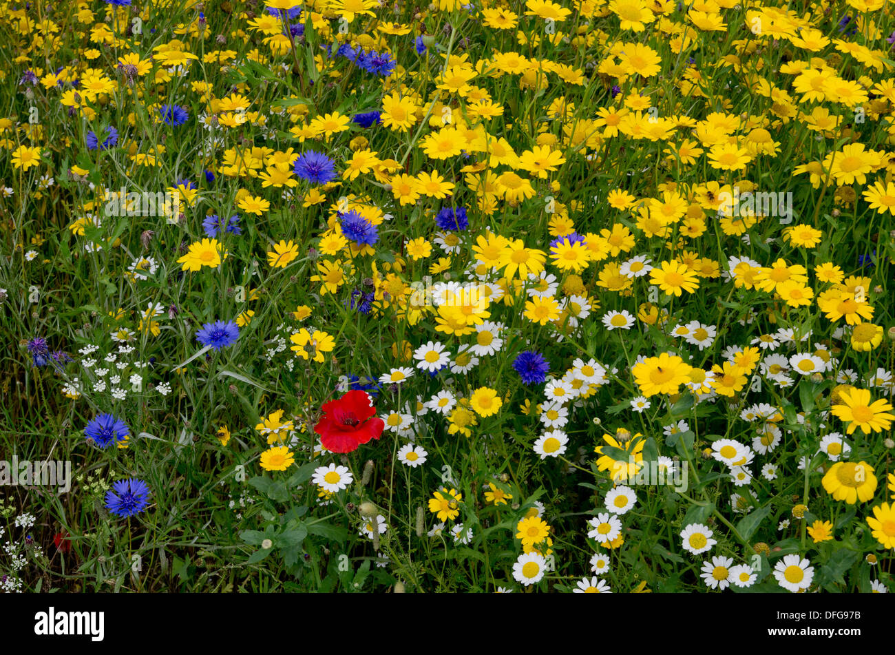Marigold cornflower hi-res stock photography and images - Alamy