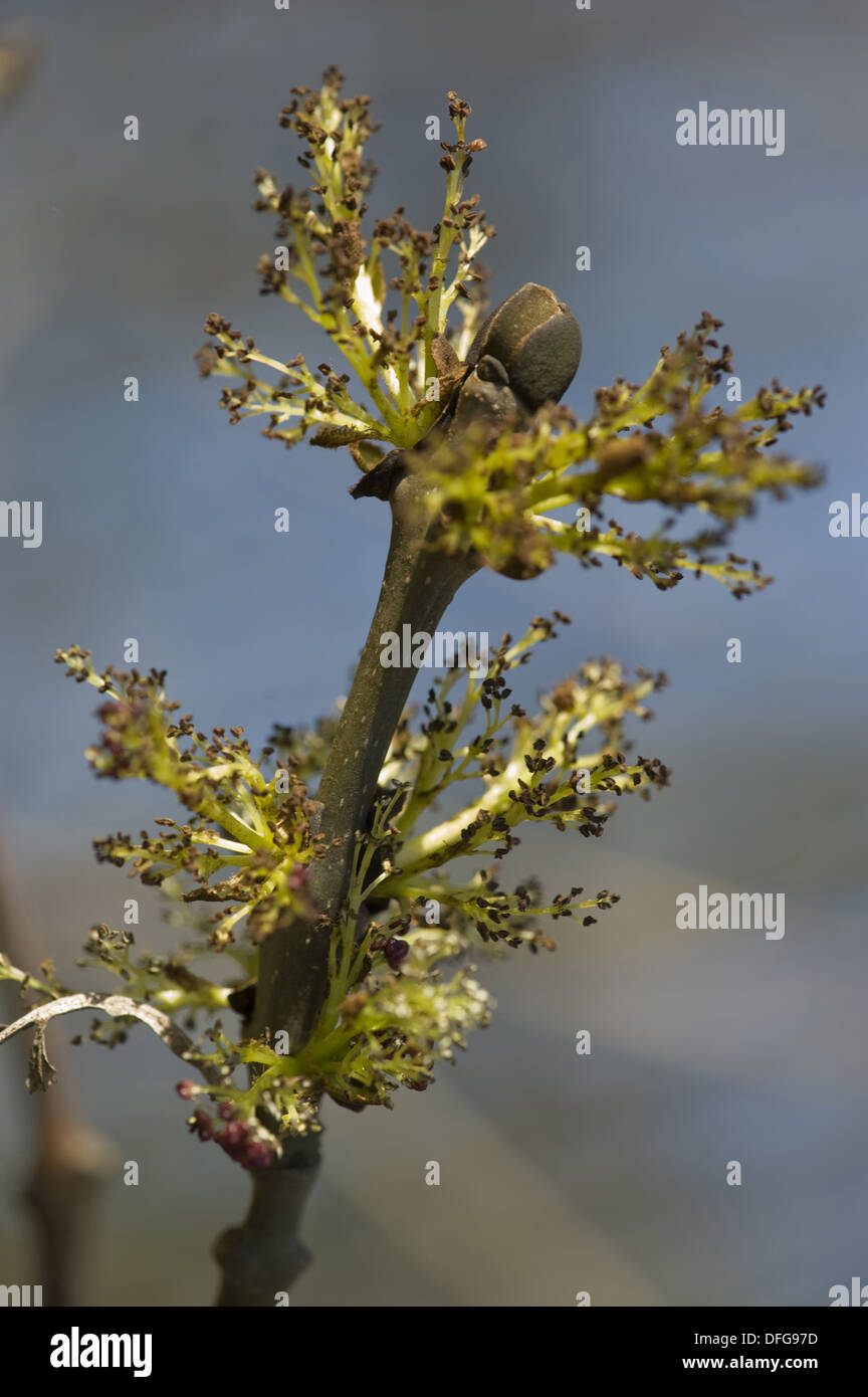 european ash, fraxinus excelsior Stock Photo - Alamy
