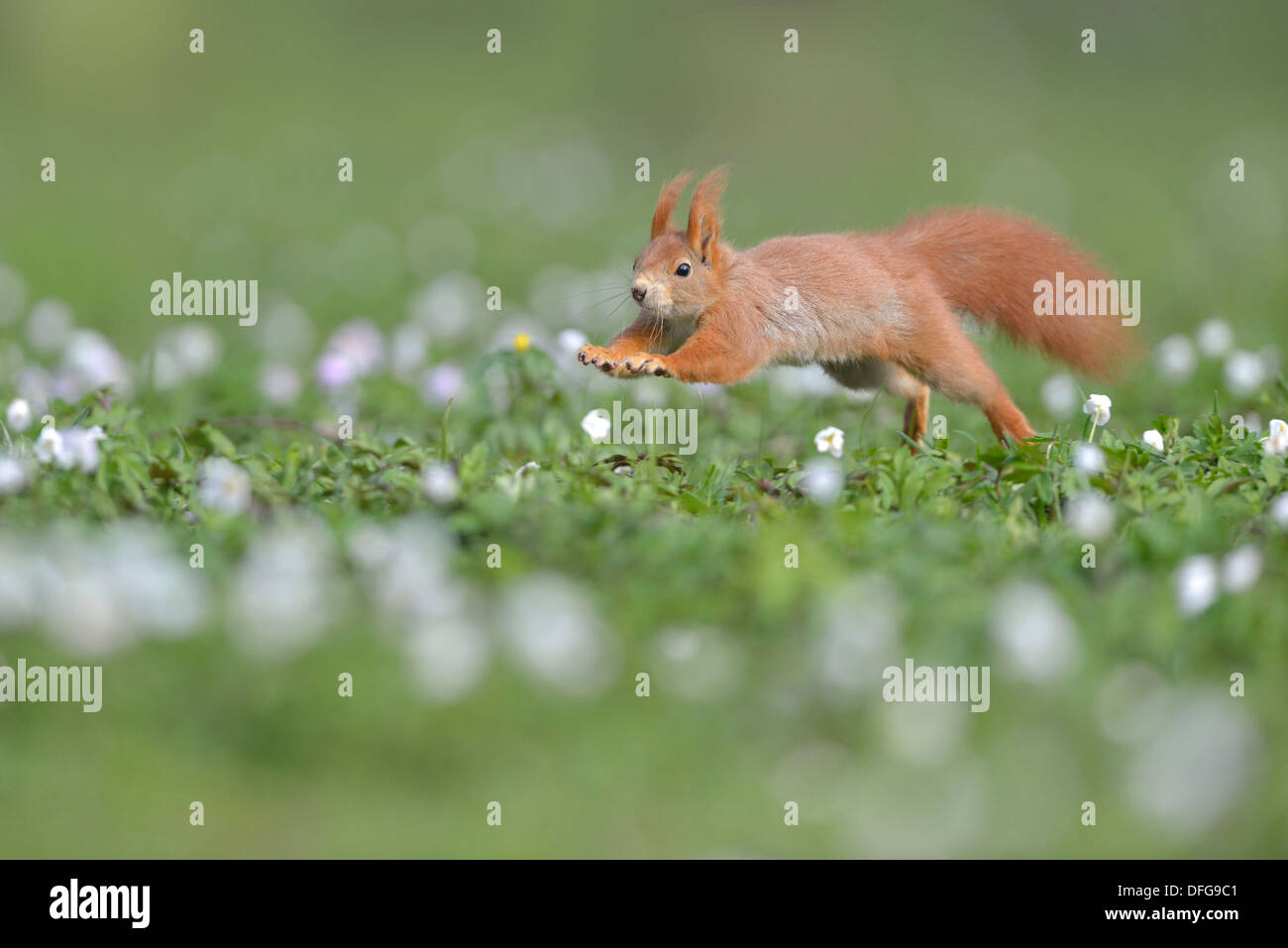Red Squirrel or Eurasian Red Squirrel (Sciurus vulgaris), running ...
