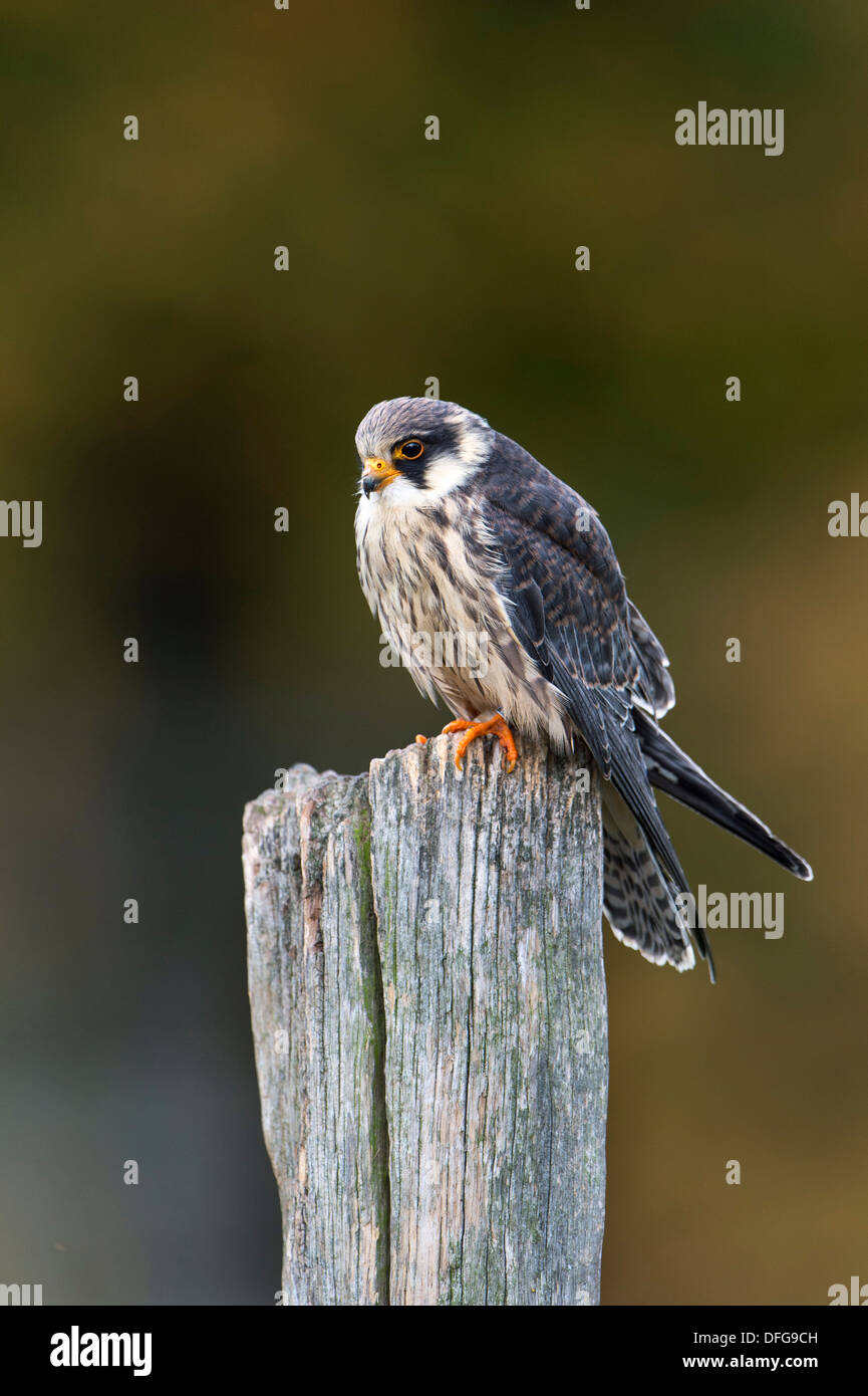 Red-footed Falcon (Falco vespertinus), young bird, captive, Wildpark ...