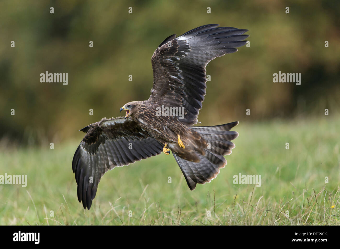 Captive kite hi-res stock photography and images - Alamy