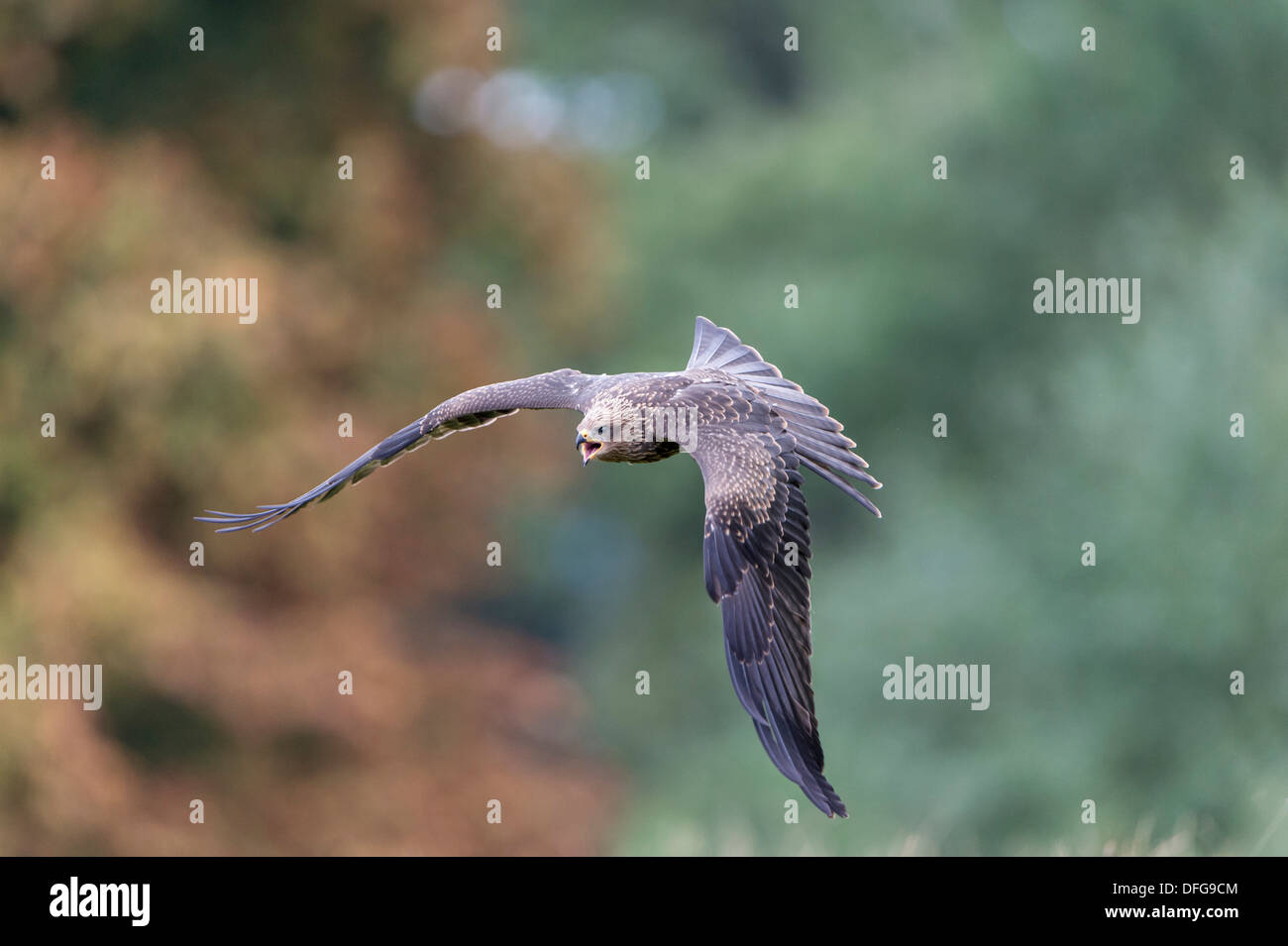 Captive kite hi-res stock photography and images - Alamy
