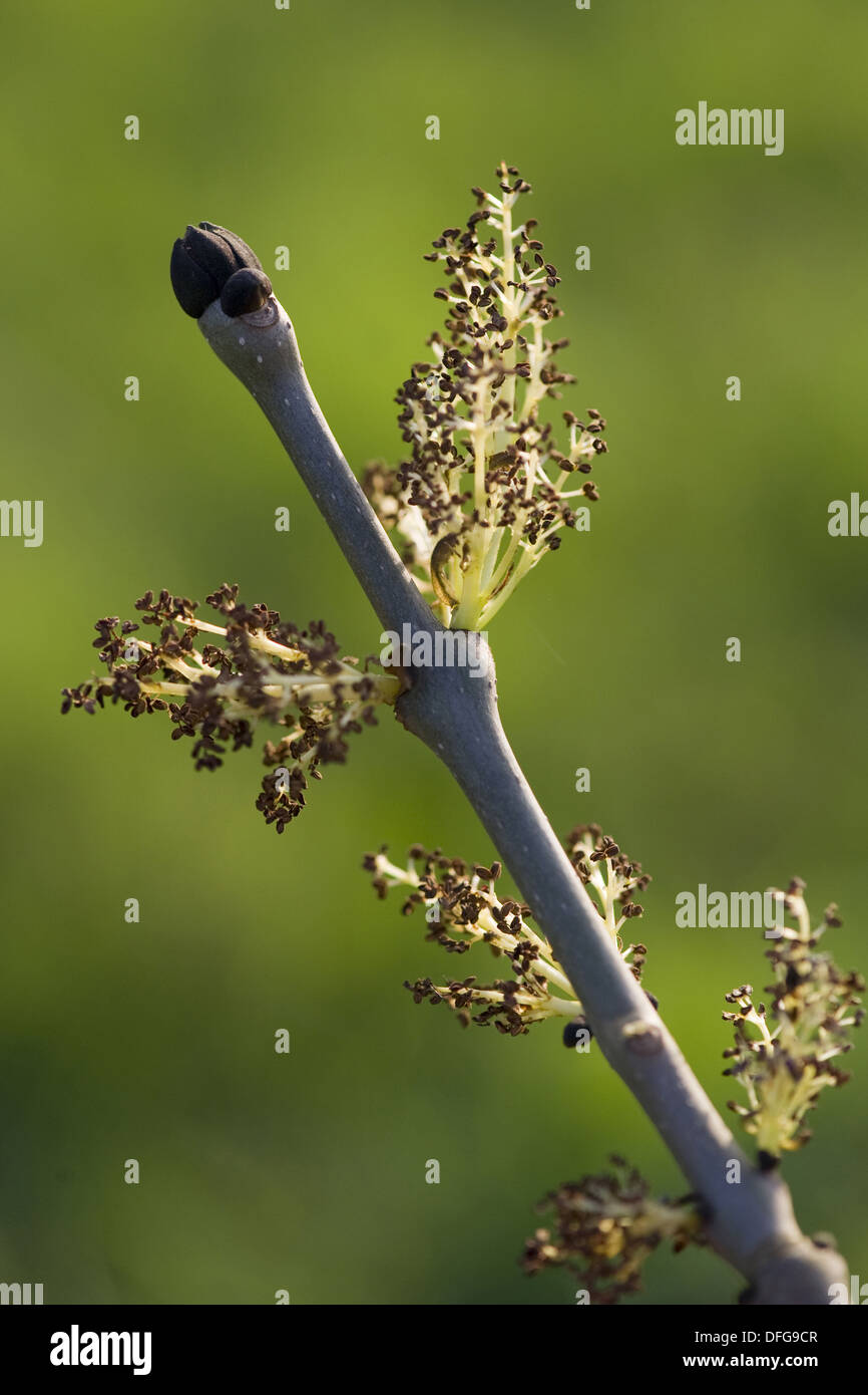 european ash, fraxinus excelsior Stock Photo - Alamy