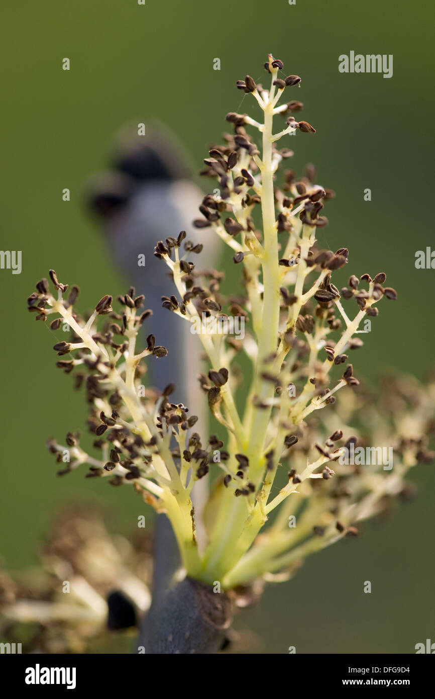 european ash, fraxinus excelsior Stock Photo - Alamy