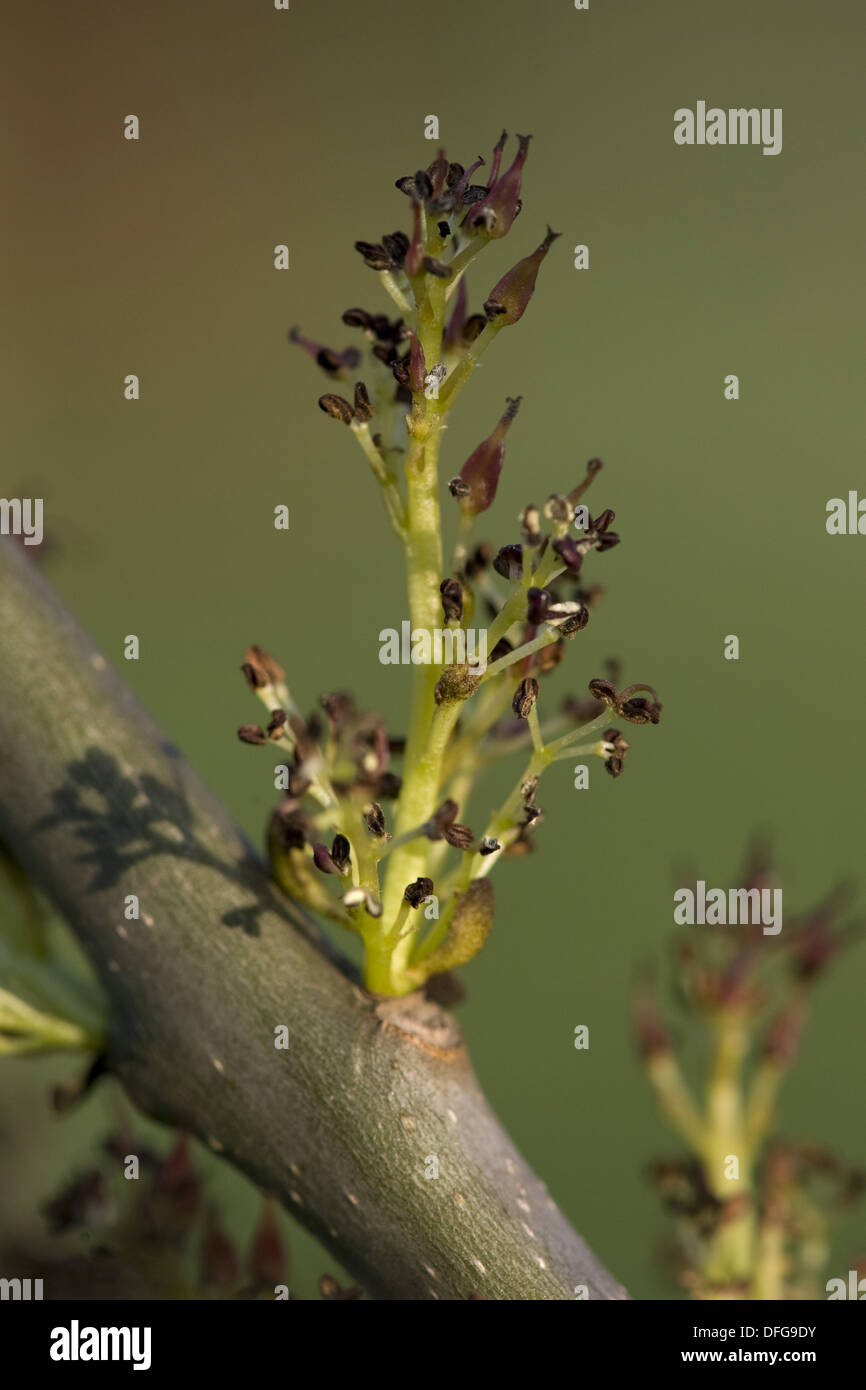 european ash, fraxinus excelsior Stock Photo - Alamy