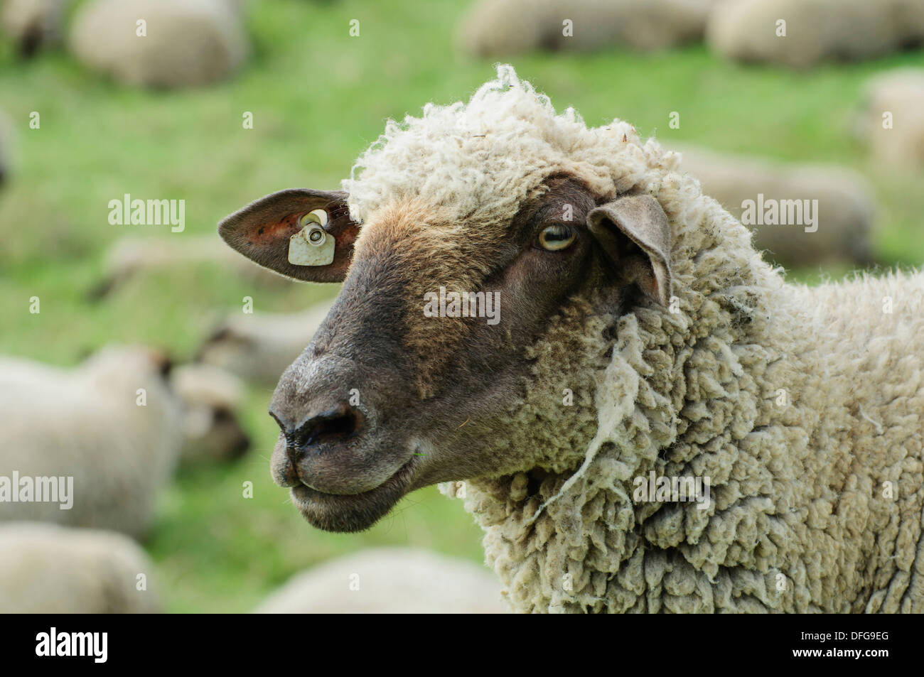 German blackheaded mutton hi-res stock photography and images - Alamy