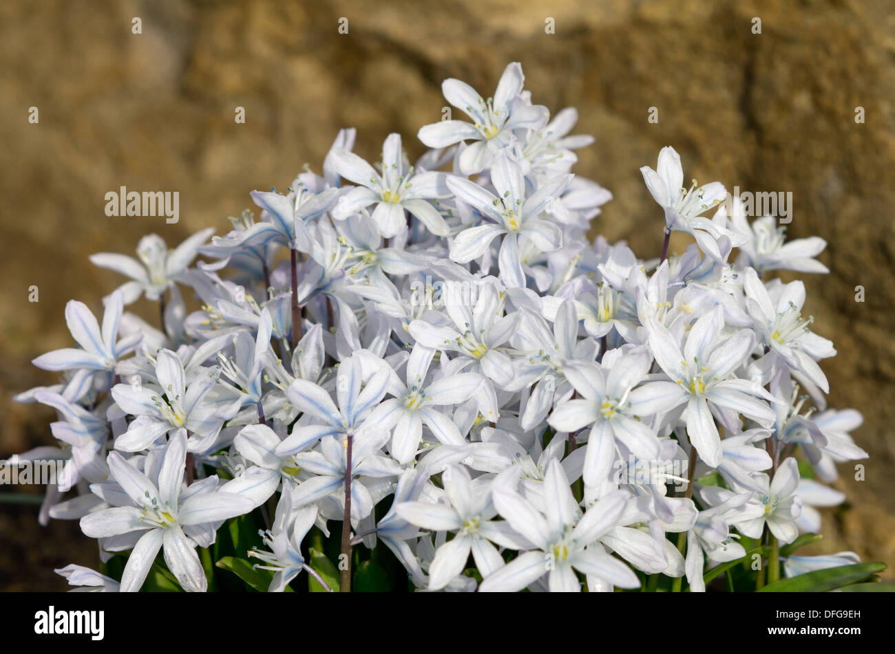 Scilla hi-res stock photography and images - Alamy