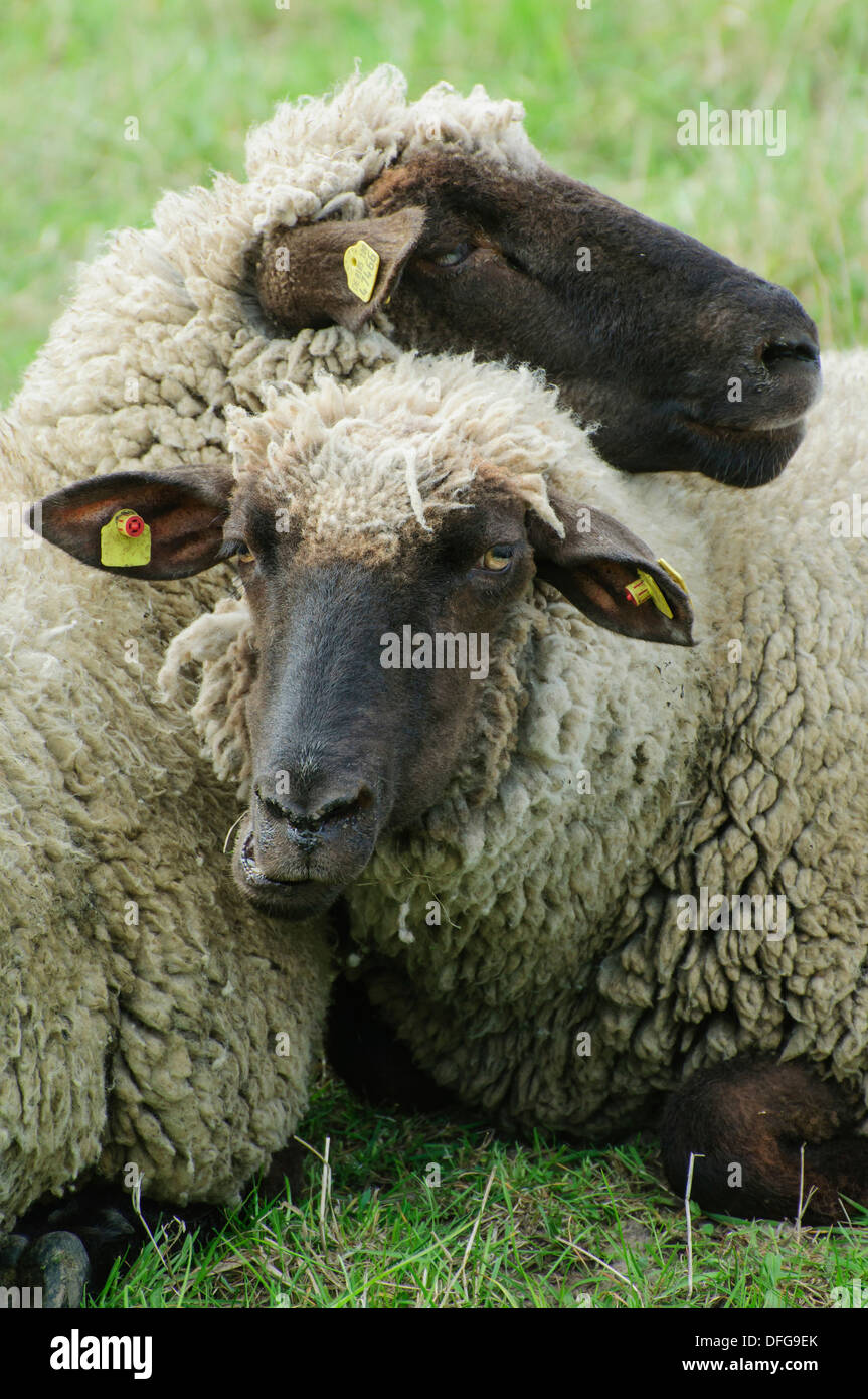 Sheep with two heads hi-res stock photography and images - Alamy