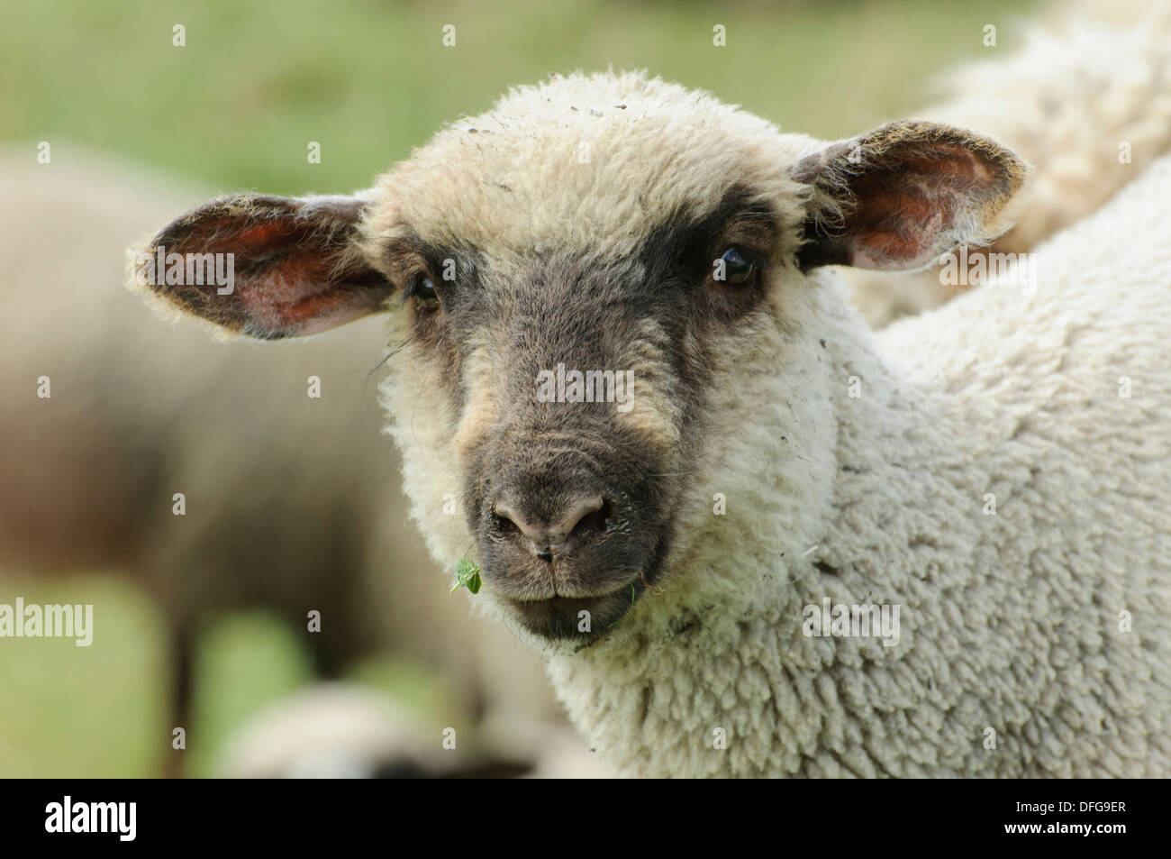 German Blackheaded Mutton sheep, young, lamb, portrait, Hamburg ...