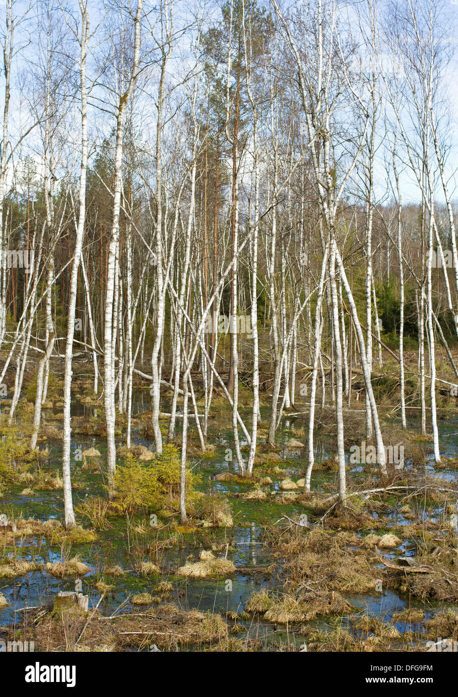 Swamp europe hi-res stock photography and images - Alamy