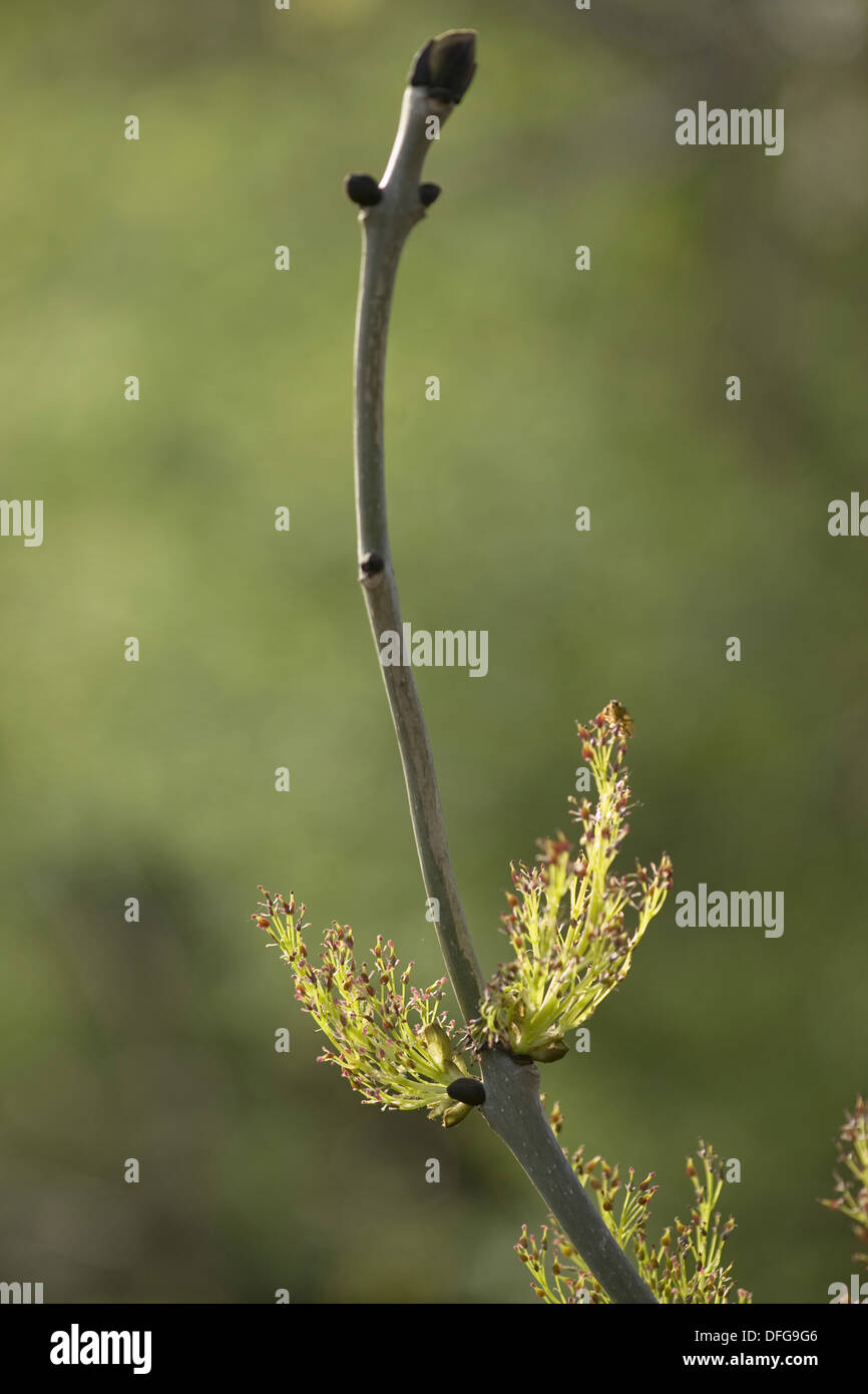 european ash, fraxinus excelsior Stock Photo - Alamy